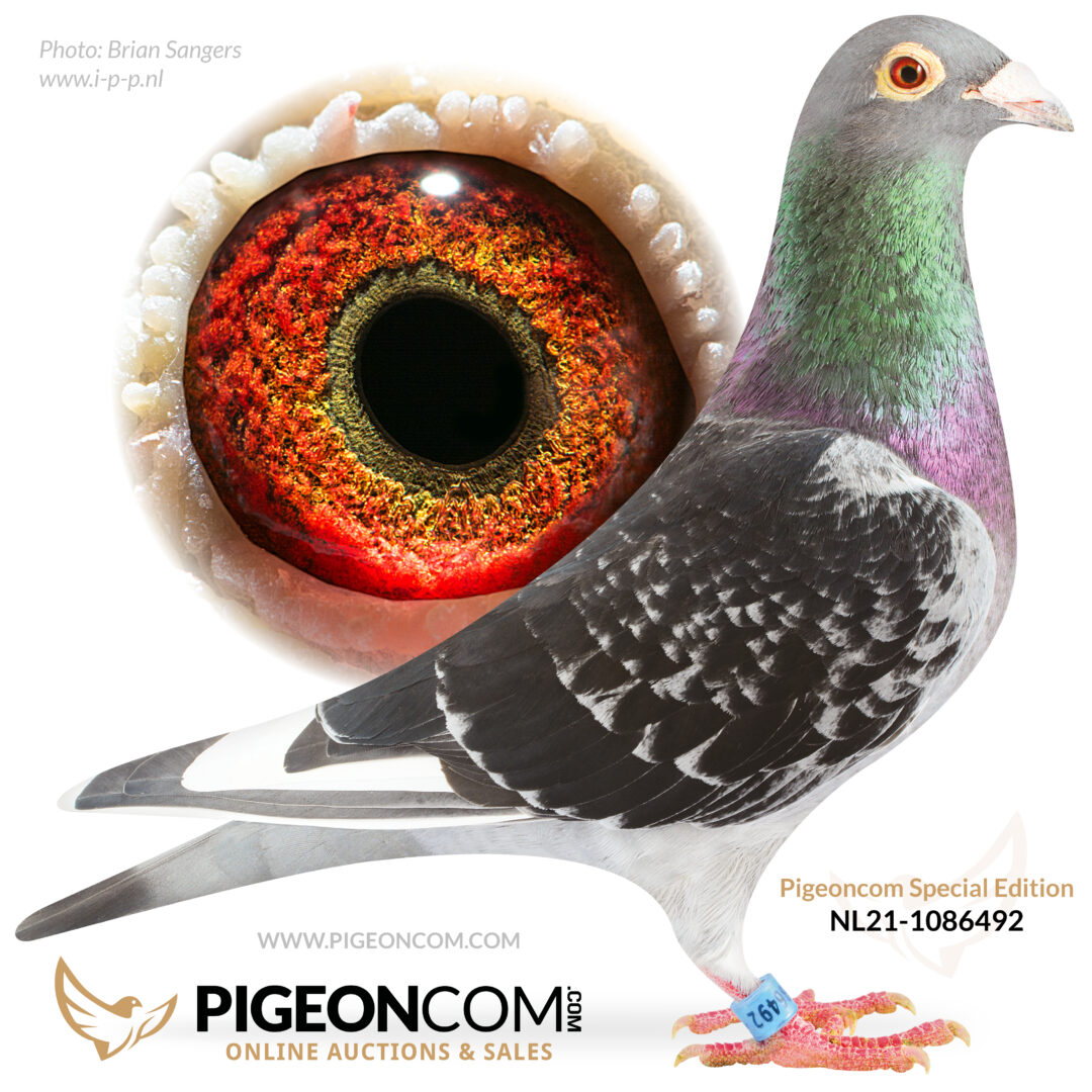 Pigeoncom - Online auctions & sales of racing pigeons
