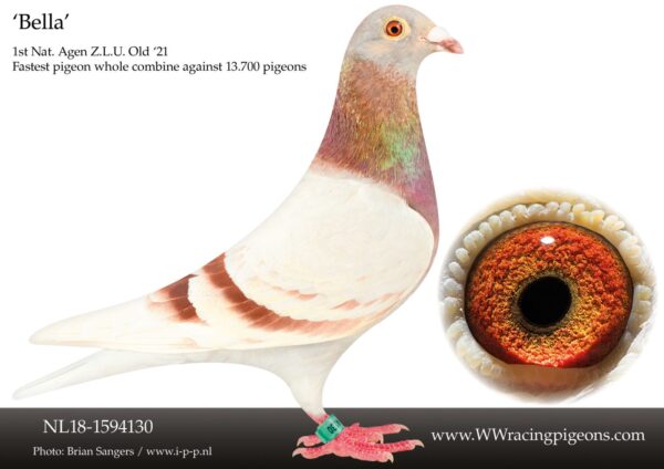 WW RACING PIGEONS - Pigeoncom