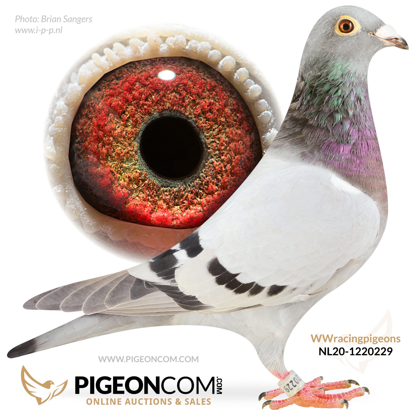 NL20-1220229 - Pigeoncom