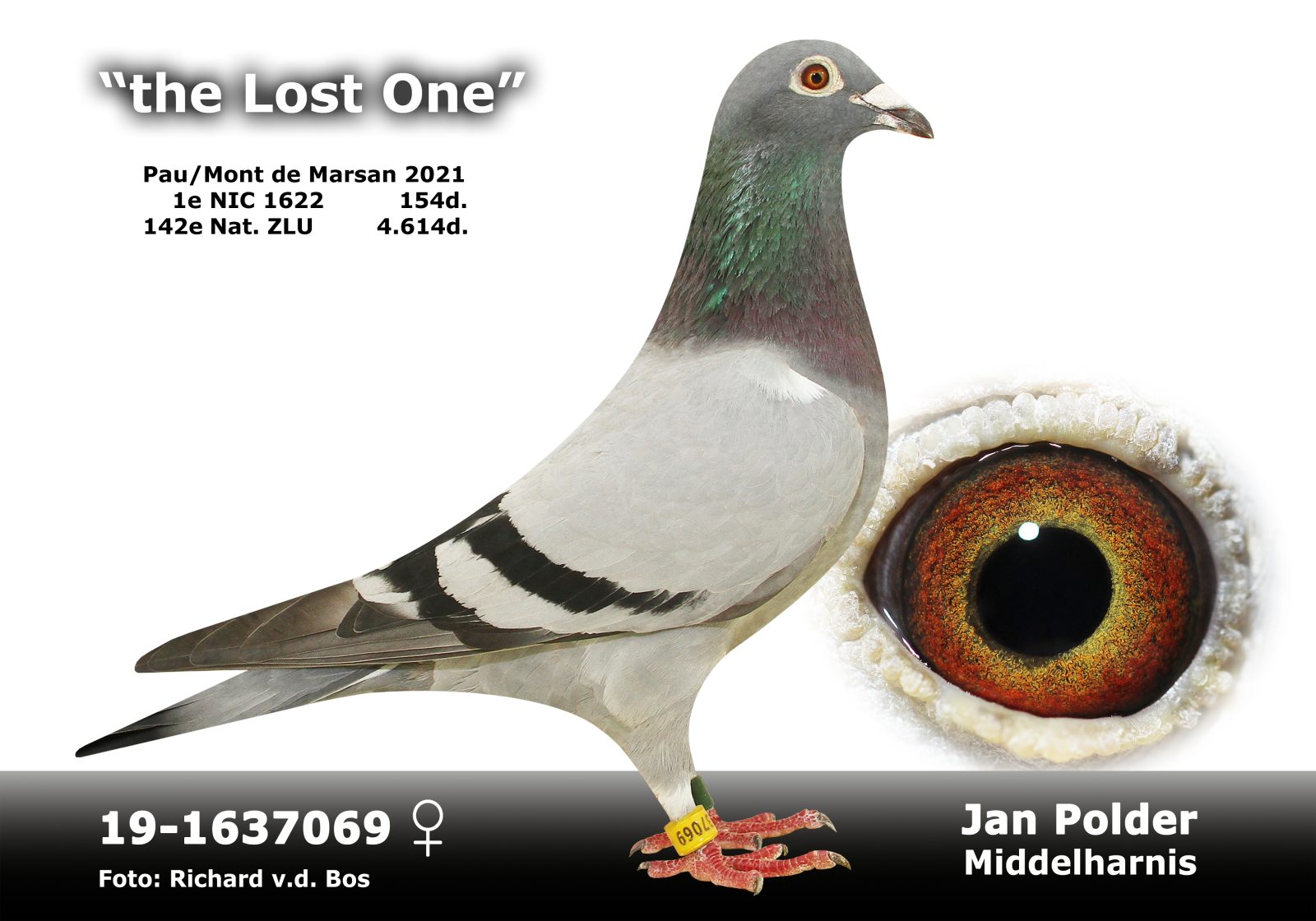 JAN POLDER - Pigeoncom