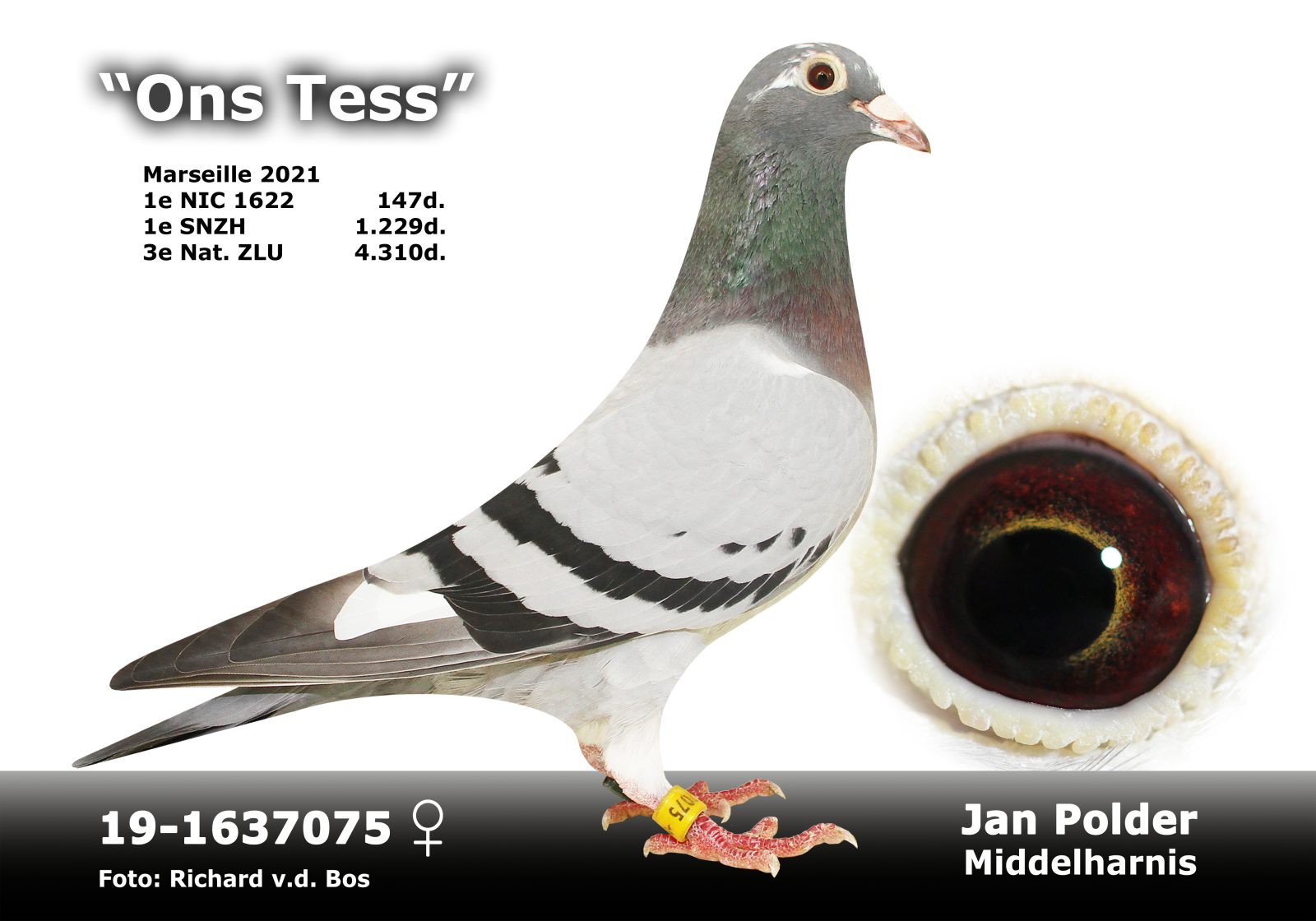 JAN POLDER - Pigeoncom