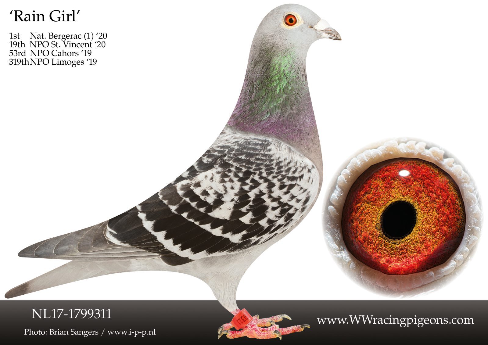 WW RACING PIGEONS - Pigeoncom