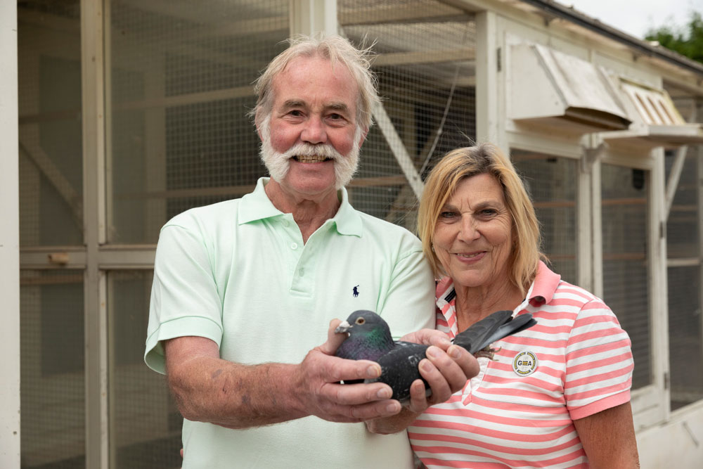 WIM MULLER - Pigeoncom