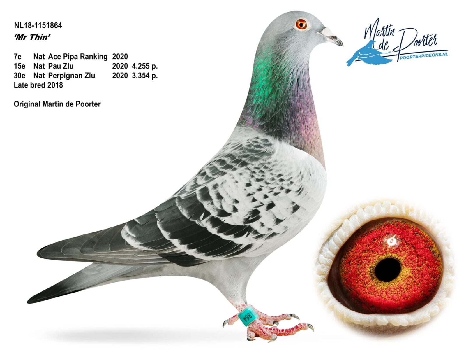 MARTIN DE POORTER - Pigeoncom