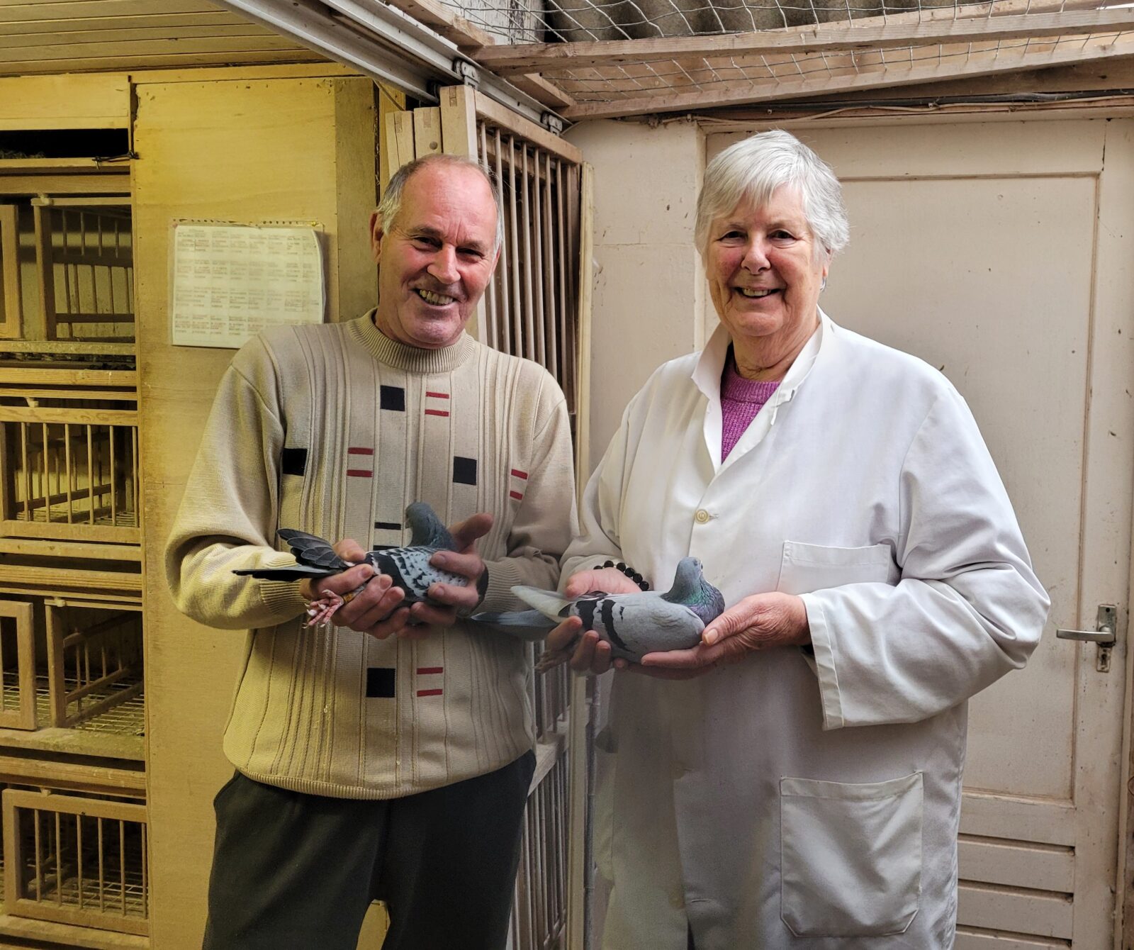 MARTHA VAN GEEL- Pigeoncom