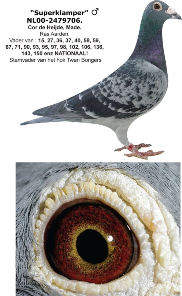 TWAN BONGERS - Pigeoncom