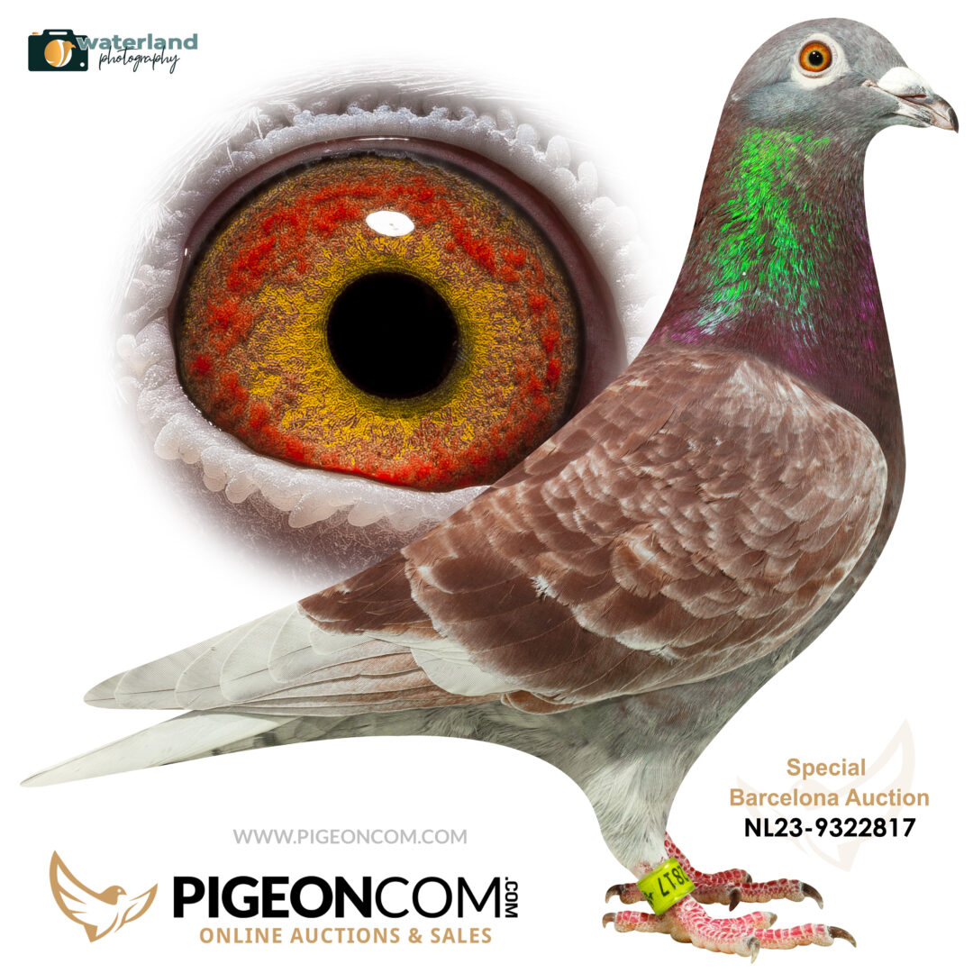 Pigeoncom - Online auctions & sales of racing pigeons