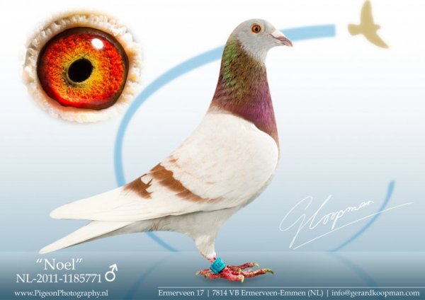 CHRISTMAS "NOEL" SPECIAL - Pigeoncom