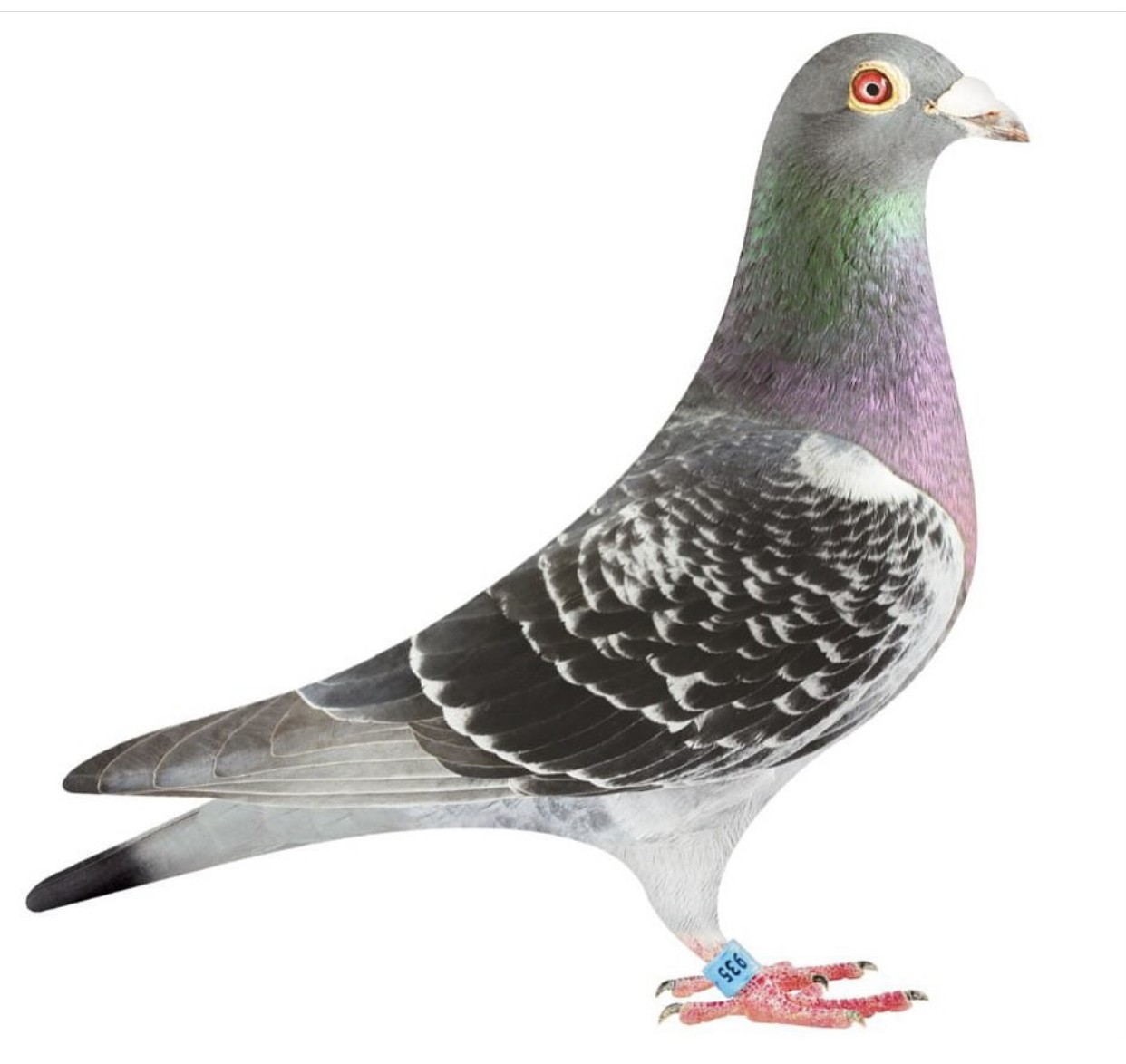 MARLON KOK - Pigeoncom