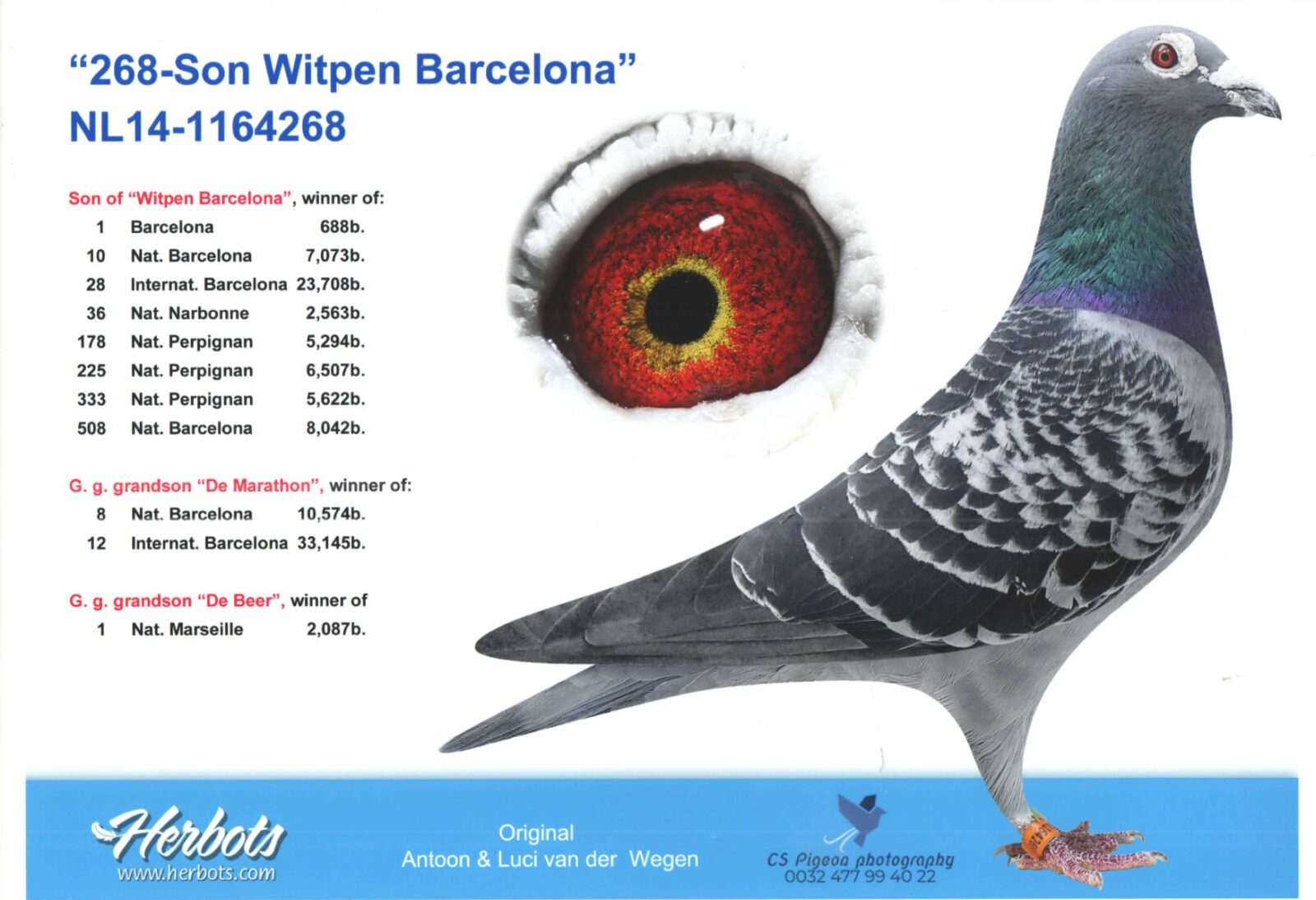 CLAUDIU ROMAN (VAN DER WEGEN) - Pigeoncom