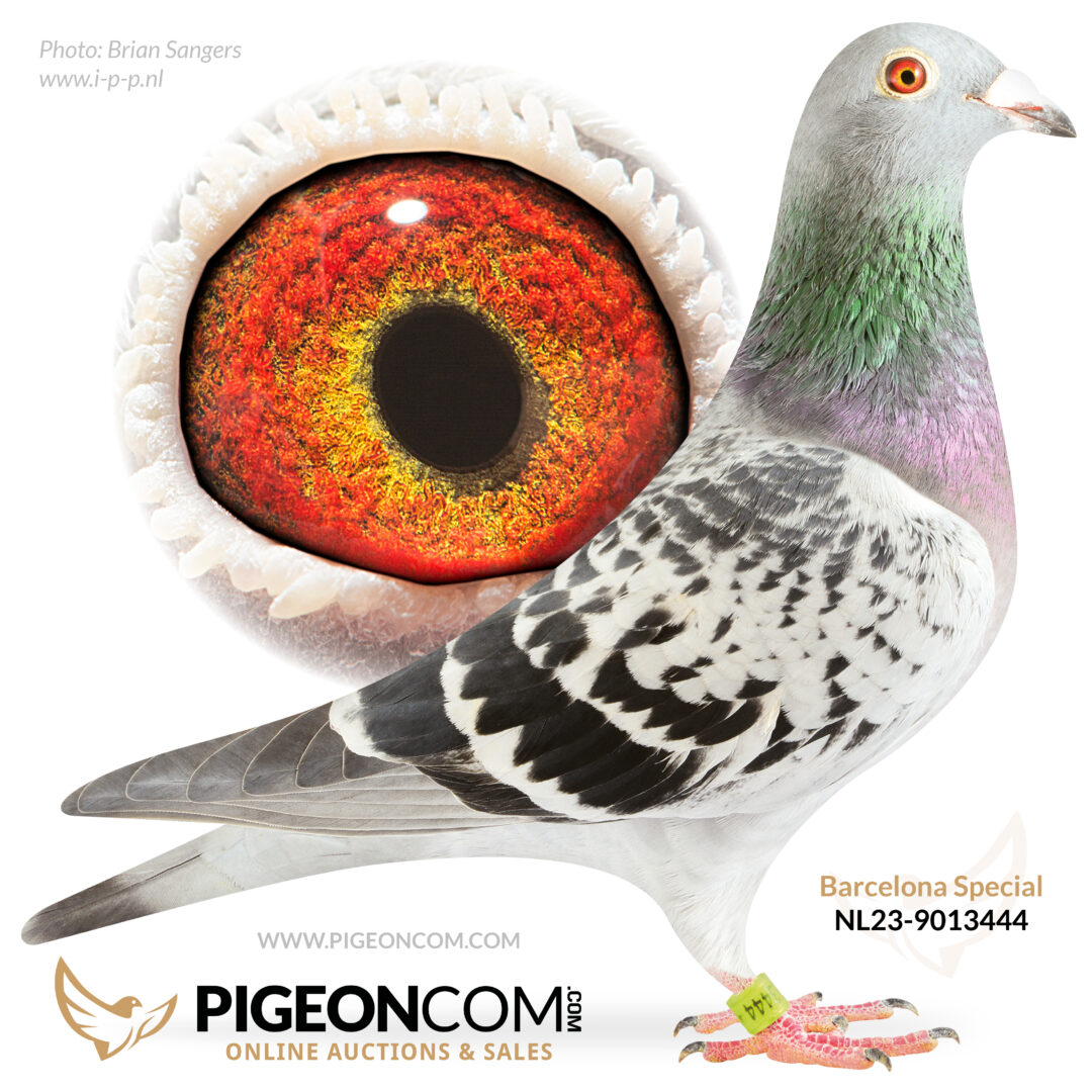 Pigeoncom - Online auctions & sales of racing pigeons
