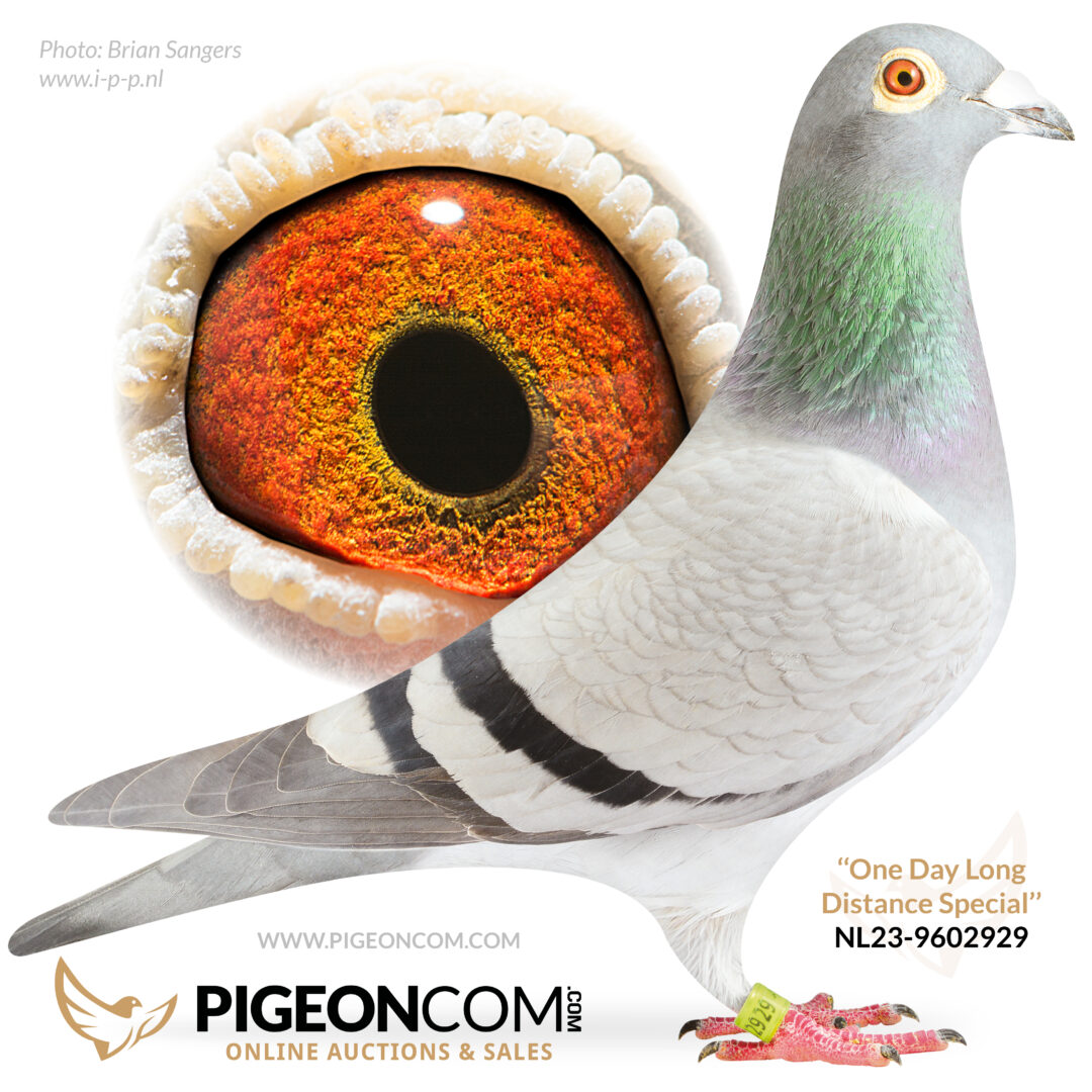 Pigeoncom - Online auctions & sales of racing pigeons