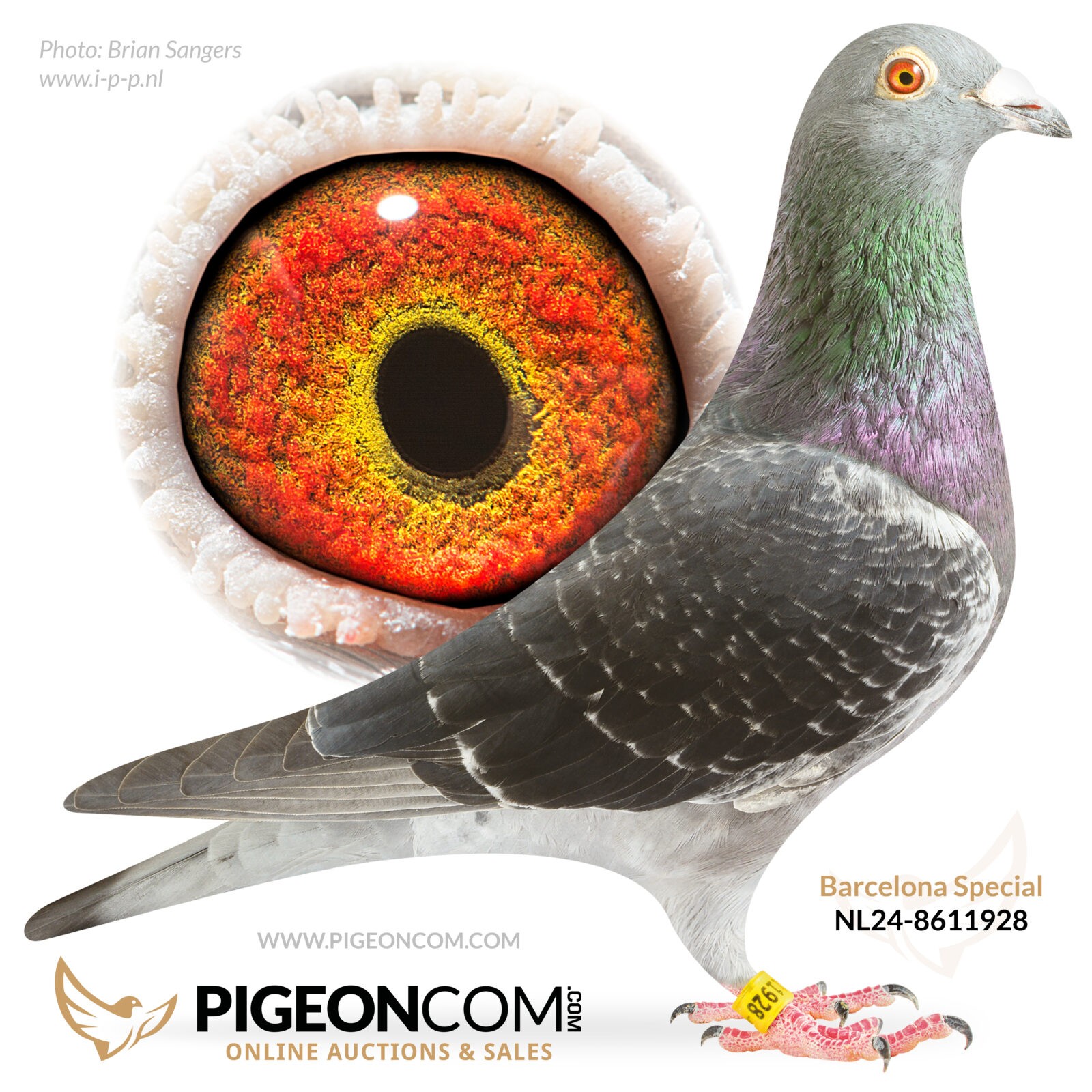 Pigeoncom - Online auctions & sales of racing pigeons