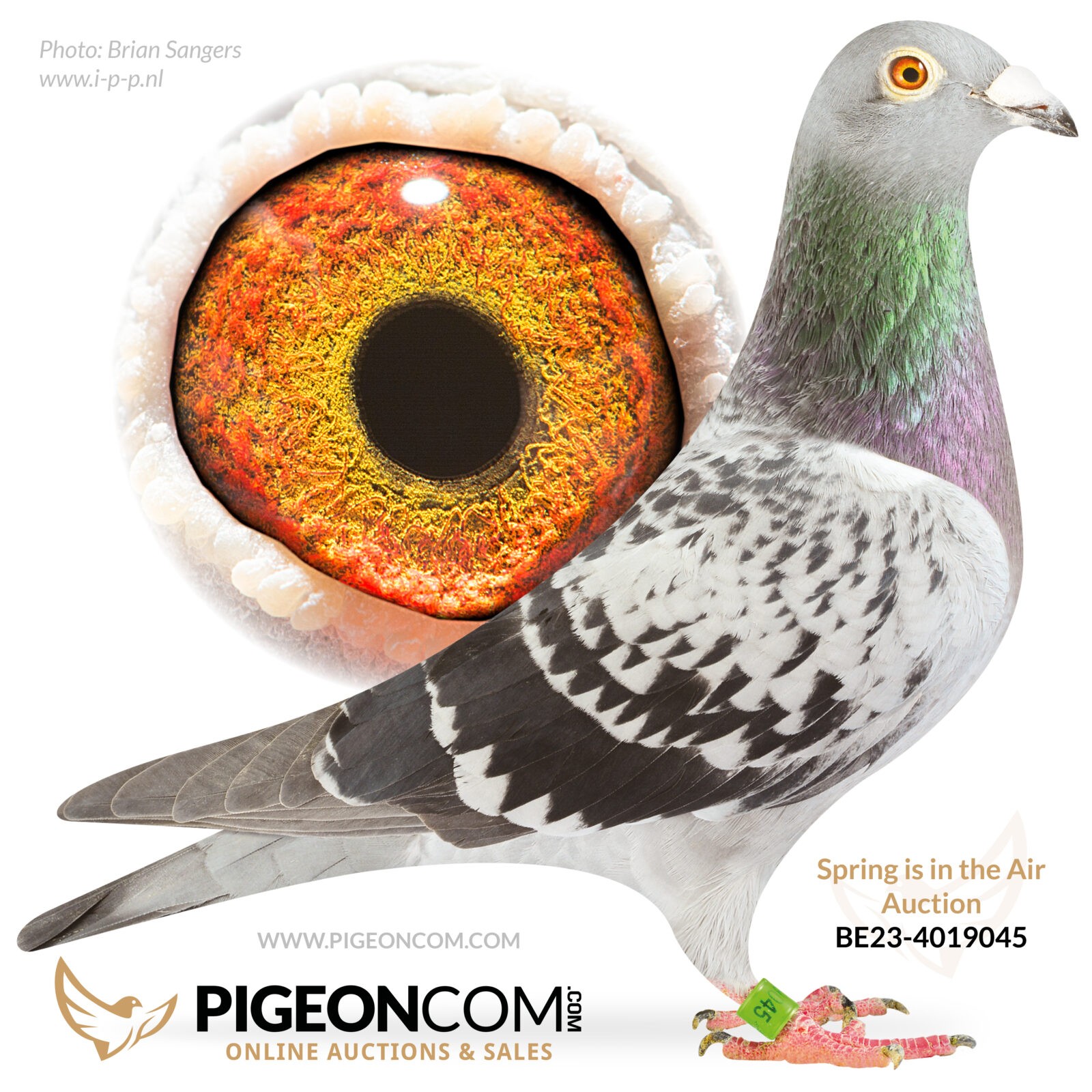 Pigeoncom - Online auctions & sales of racing pigeons
