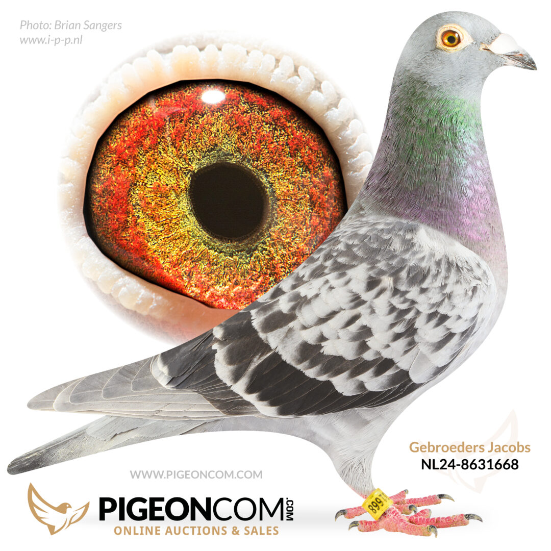 Pigeoncom - Online auctions & sales of racing pigeons