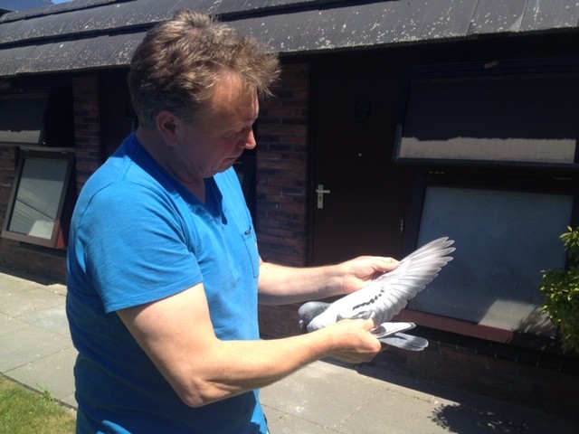 Tim Hage - Pigeoncom