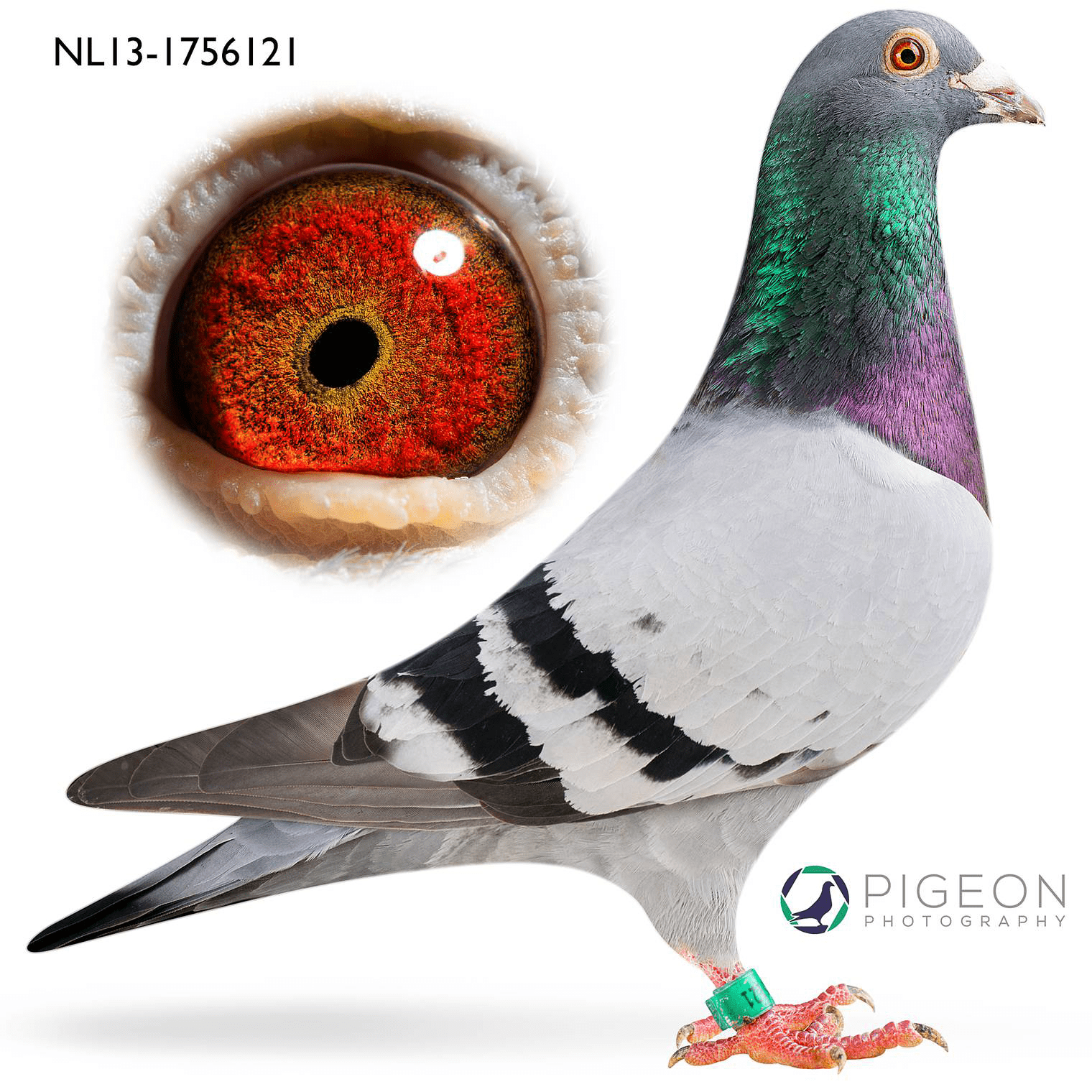 NL13-1756121-Roman - Pigeoncom