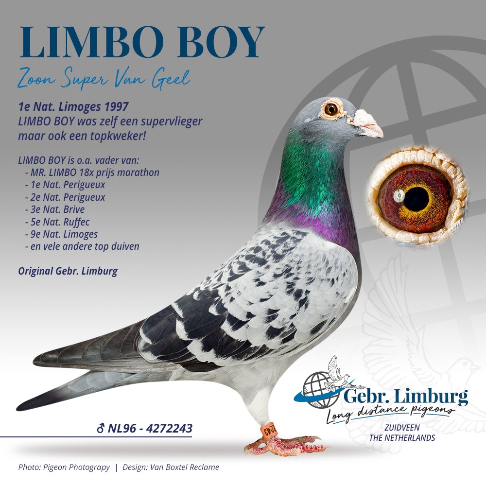 NL96-4272243 LIMBOBOY - Pigeoncom