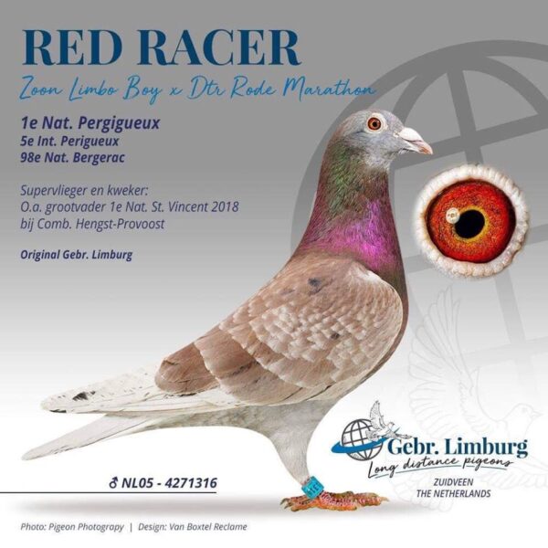RED RACER - Pigeoncom