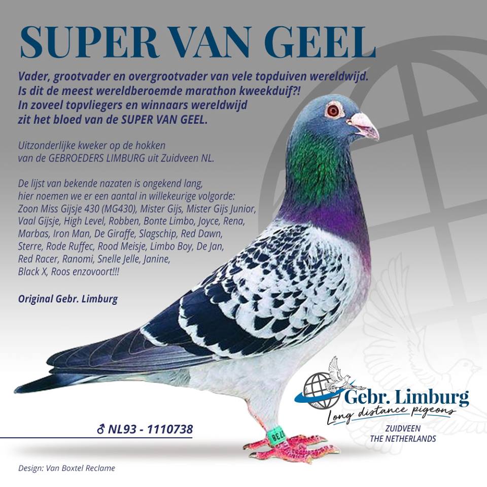 Super van Geel 2018 - Pigeoncom