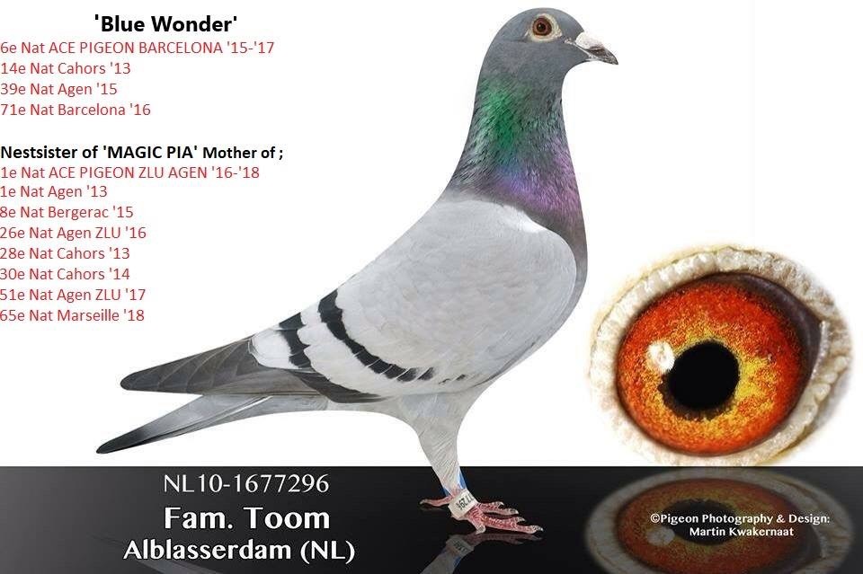 blue wonder - Pigeoncom