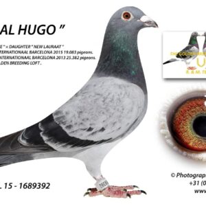 special hugo - Pigeoncom